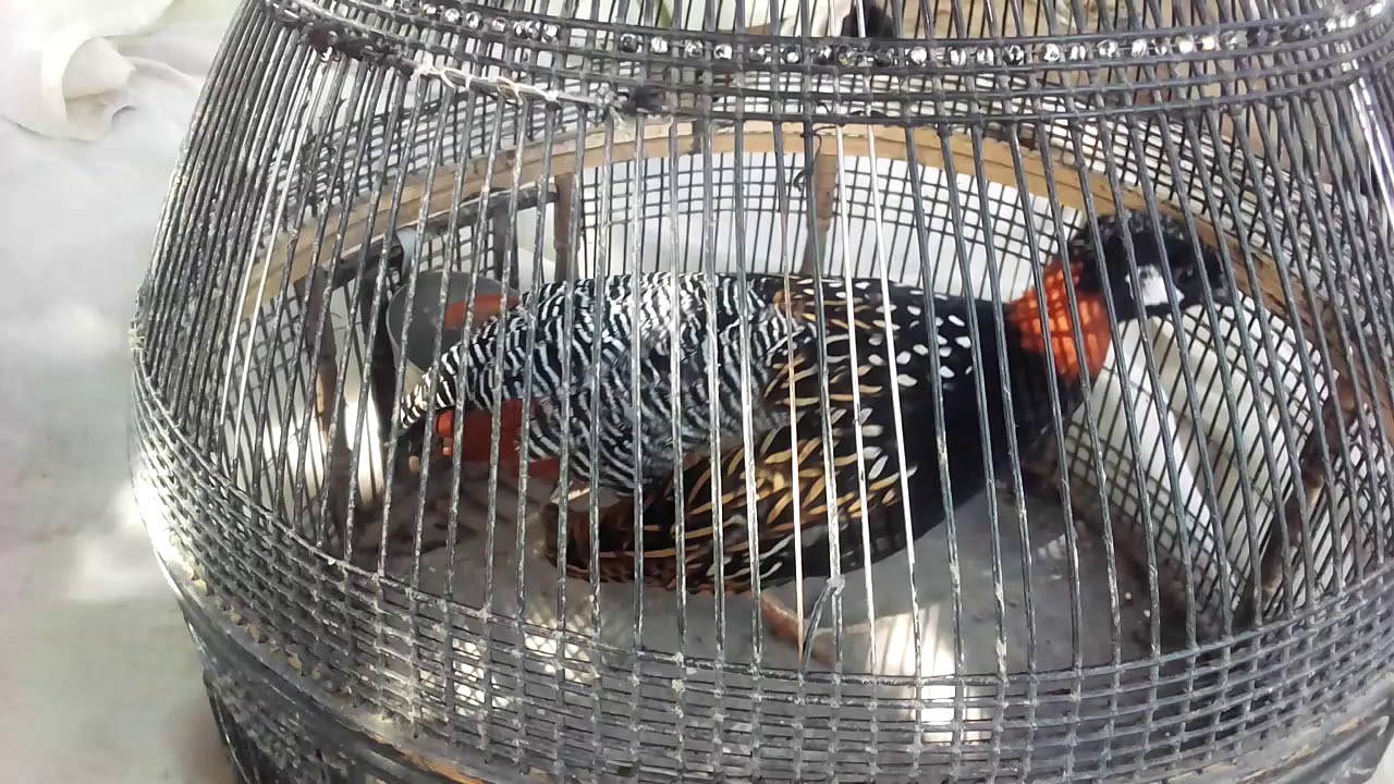 2ND TETAR VIDEO MUST WATCH - YouTube