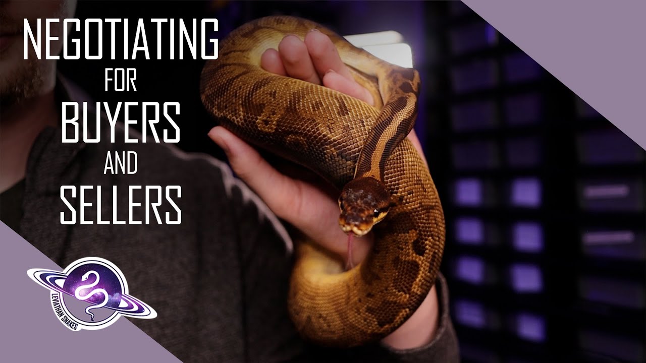 Negotiating Ball Pythons for Buyers and Sellers | Ball Python Business Tips - YouTube