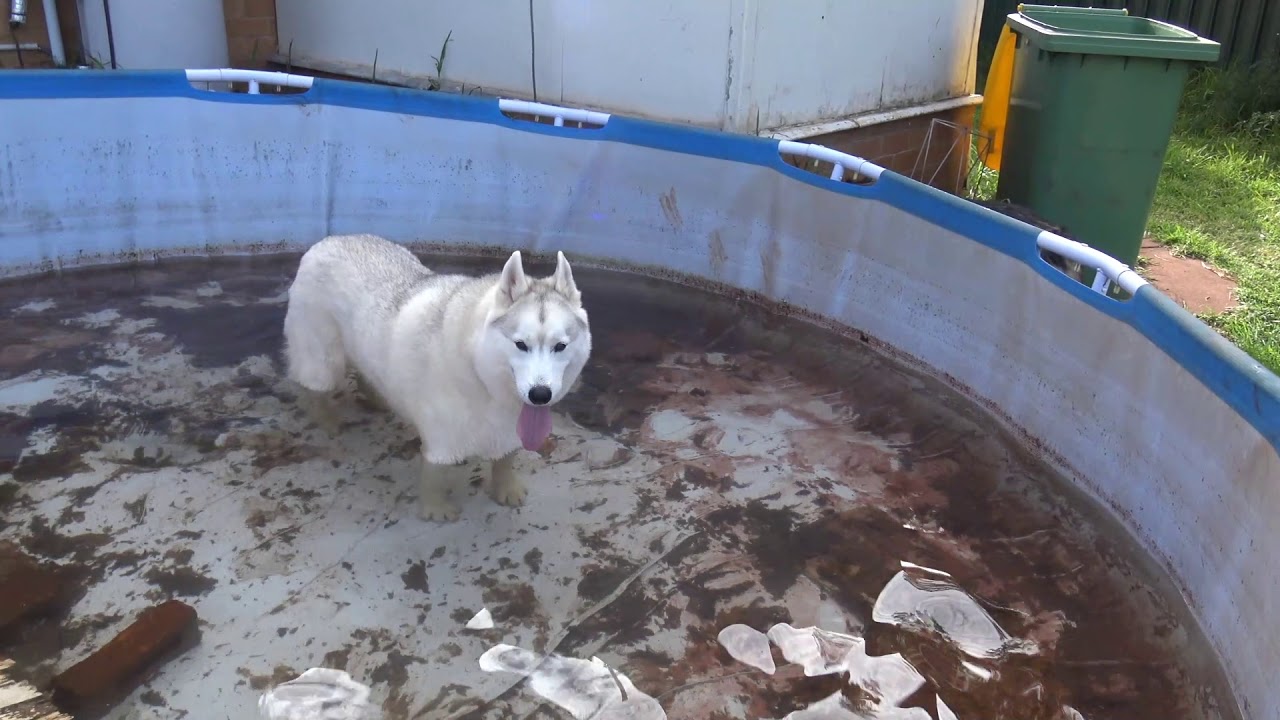 Huskies checking out Middle Ridge Park & Currawongs visit - YouTube