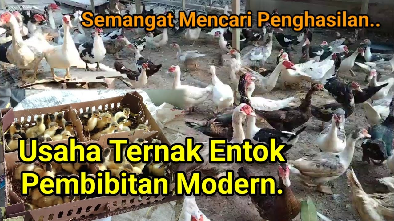 Usaha Ternak Entok Pembibitan Untuk Mencari Penghasilan Tambahan. - YouTube