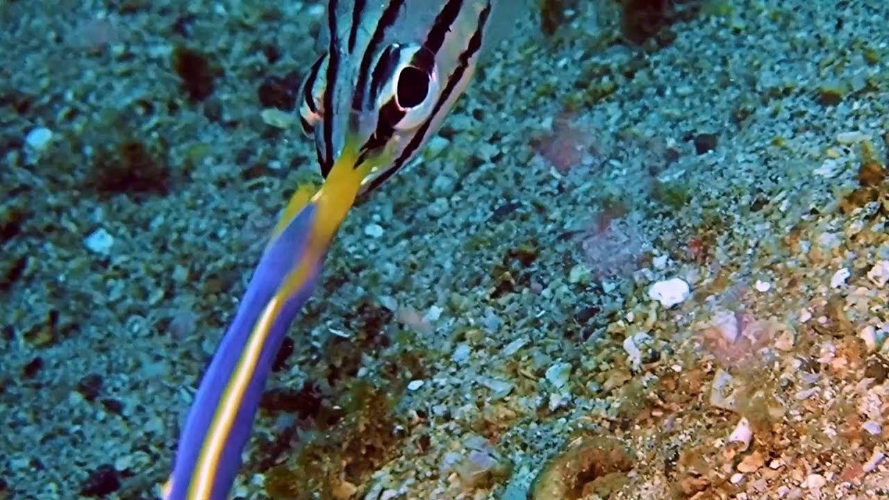 Weird MACRO Critter Muck Diving Highlights Video 6 Lembeh – 3rd Trip ...