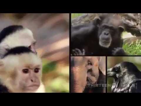 PBS Nova scienceNOW What Are Animals Thinking 2012 - YouTube