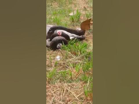 Le #python avait commencé à manger le #Cabri #Insolite #Gabon #CTRI # ...