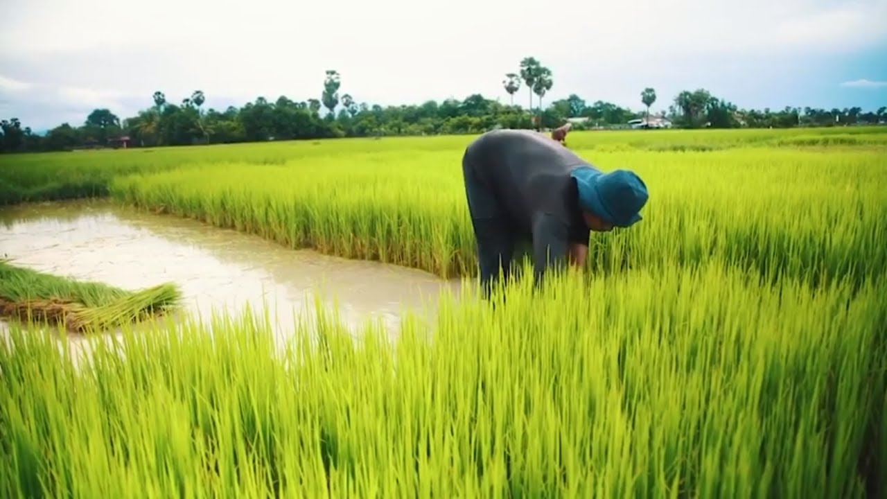 Khmer traditional rice transplanting | The basic stages of rice ...