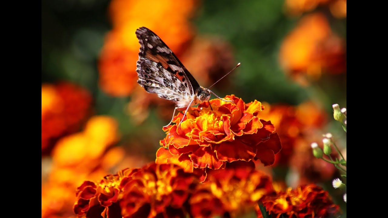 Start Seeds with Me #gardening #nature #spring #florida #flowers # ...