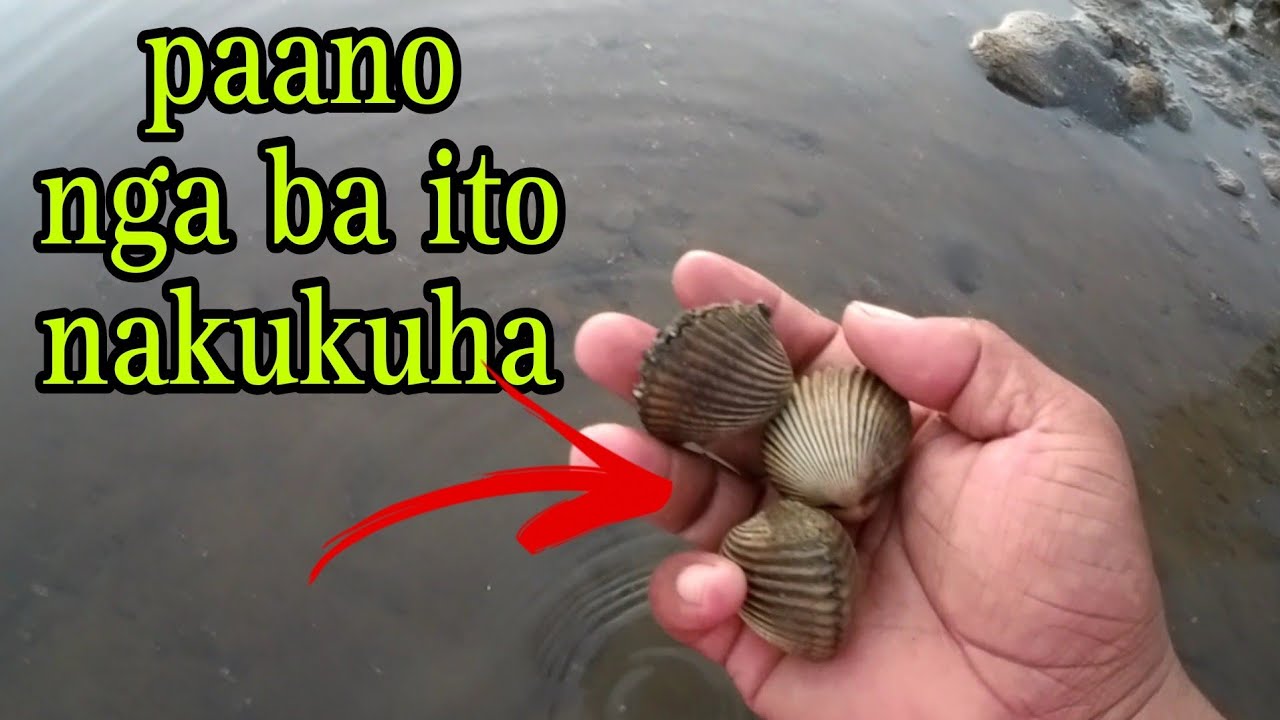 paano makikita ang seashell sa dagat pag umaga - YouTube