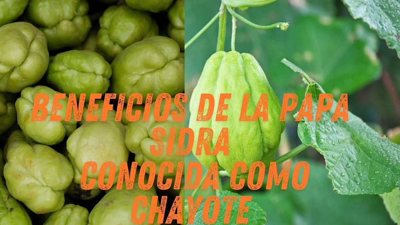 los beneficios de la papa cidra conocidad como el chayote - YouTube