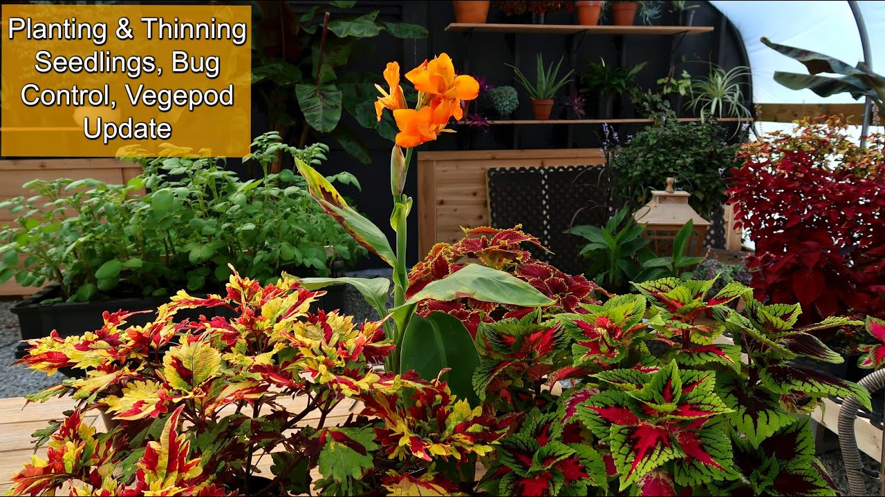 Thinning Seedlings | Planting Seedlings | Greenhouse Growing | Vegepod ...