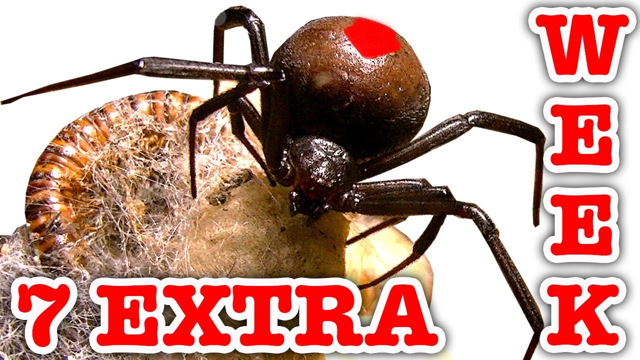 Deadly Spider Study & Devil Bug Week 7 Extra - YouTube