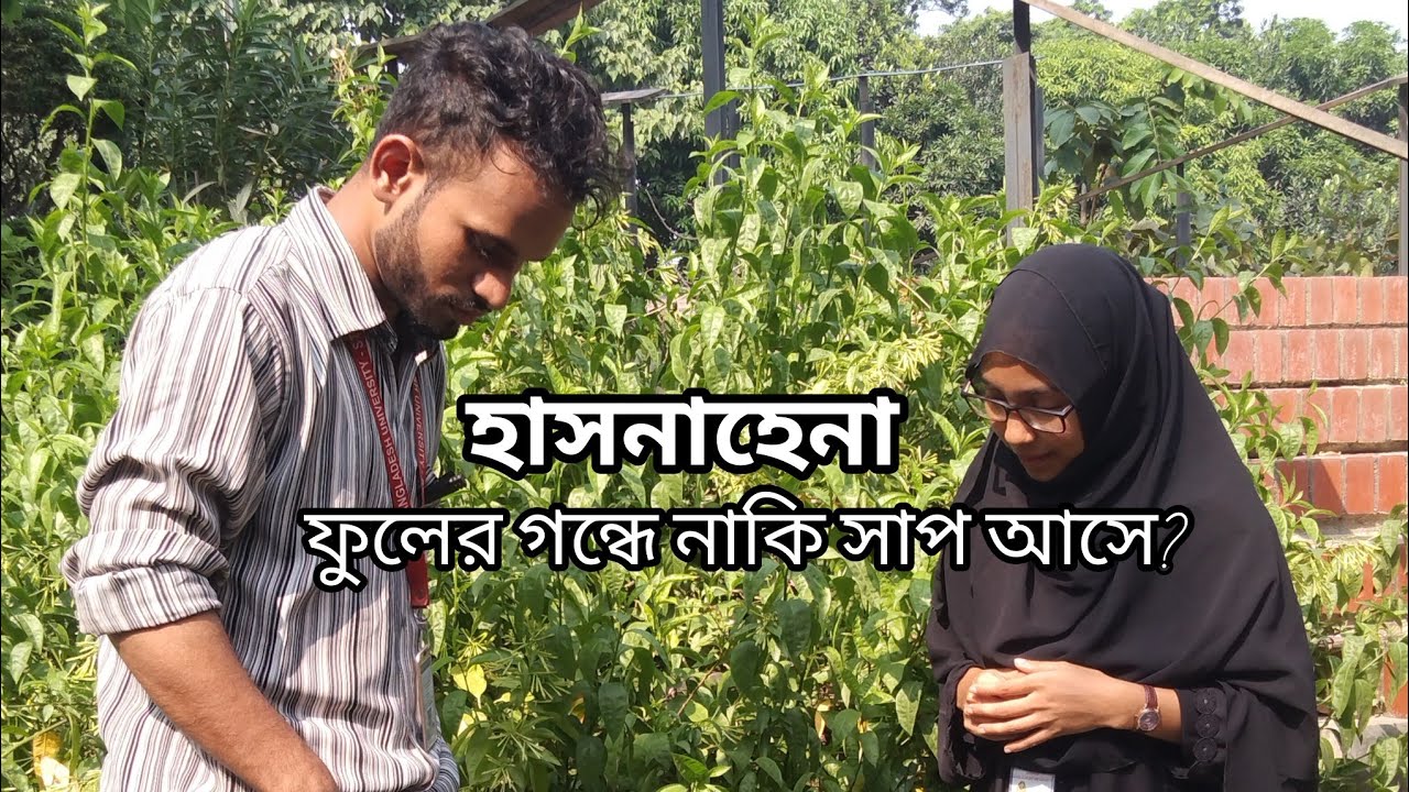 চলুন জেনে নেই হাসনাহেনা ফুলের কোন দিকে আসলেই সাপ আসে || hasnahena || flower - YouTube