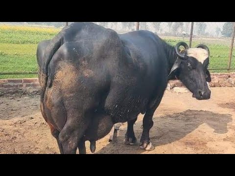 Beautiful pure nilli Ravi Buffalo For Sale in Pakistan on YouTube ...