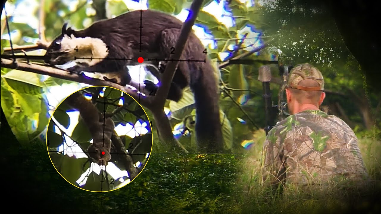"Gray Squirrel Hunting Techniques – Master Hunter’s Strategy!" - YouTube