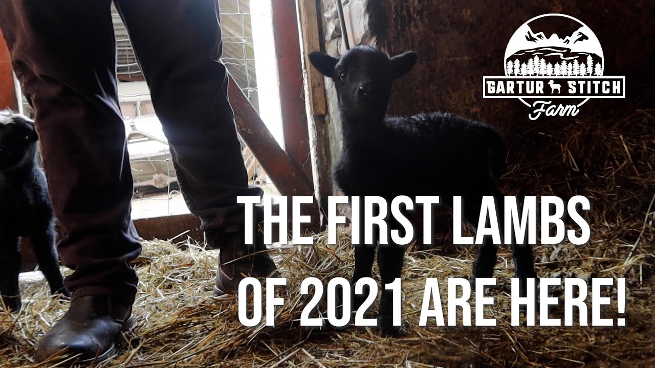 The First Lambs of 2021 Are Here! Lambing on a Scottish Homestead - YouTube