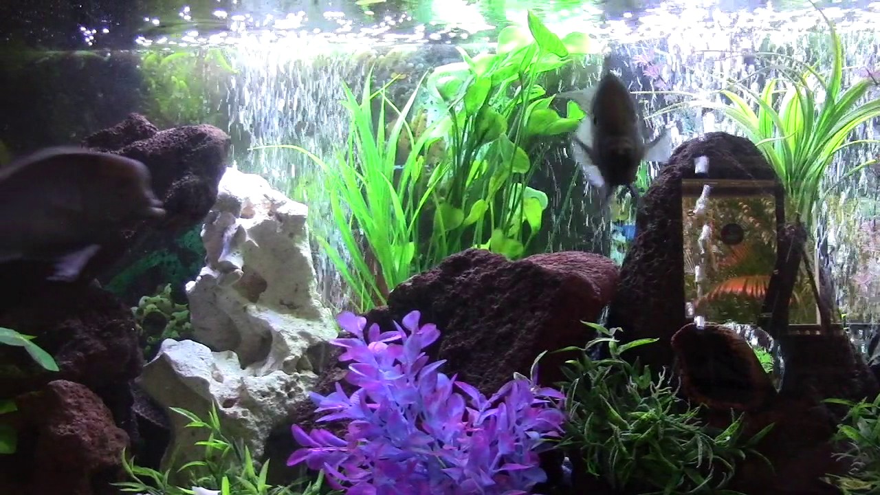 My Fish Tank - YouTube