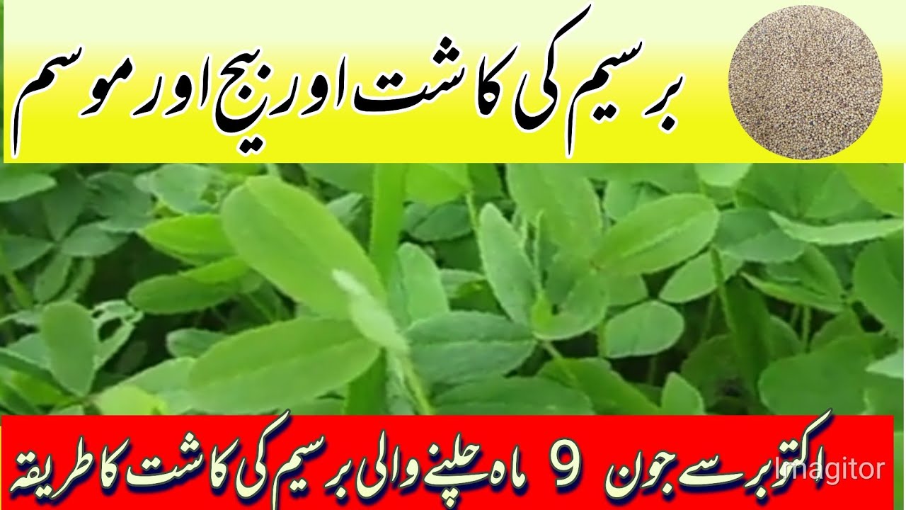 برسیم کی کاشت کا طریقہ |برسیم بیج کی اقسام|Varieties of Barsem ...