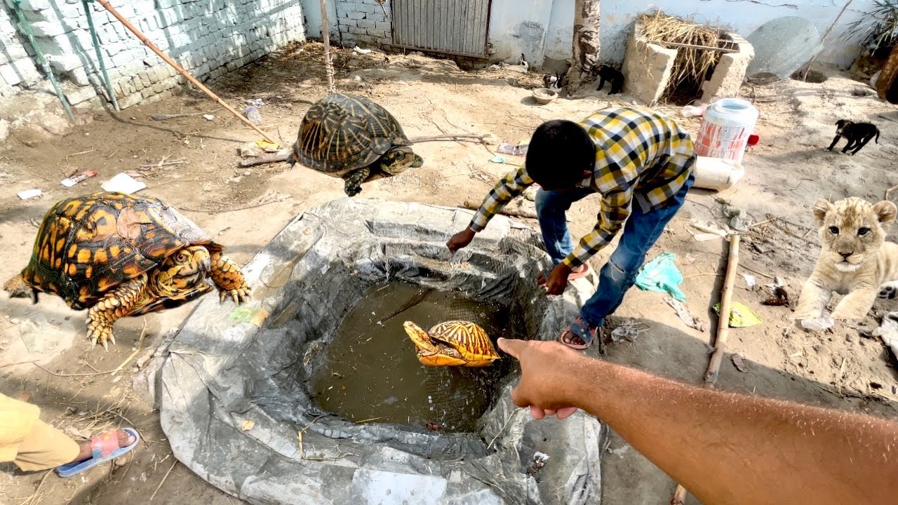 Itna bra turtle kha sy a gya😑 | turtle hunting | - YouTube