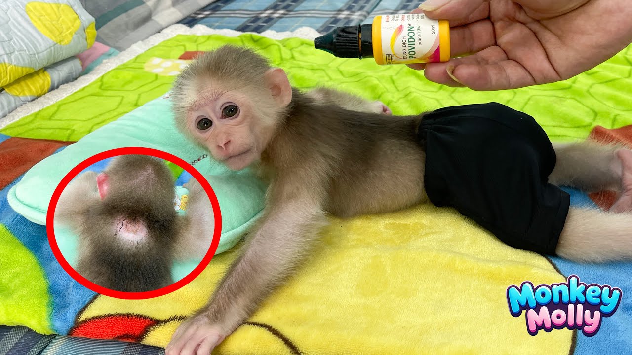 Dad Takes Care of Baby Monkey Molly After She’s Attacked by a Fungal ...