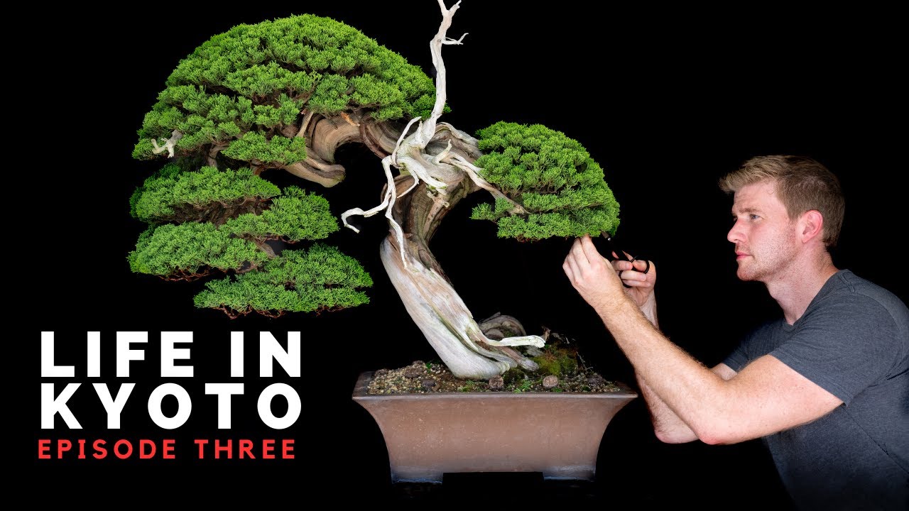 Kyoto Bonsai Garden Design and the Festival of Souls | Life in Kyoto ...