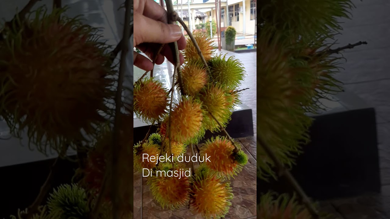 kebagian rambutan kuning - YouTube