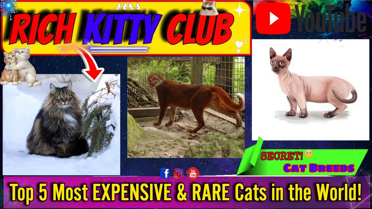 Top 5 UNIQUE & RARE Cat Breeds You've Never Seen! OMG! You WON'T ...