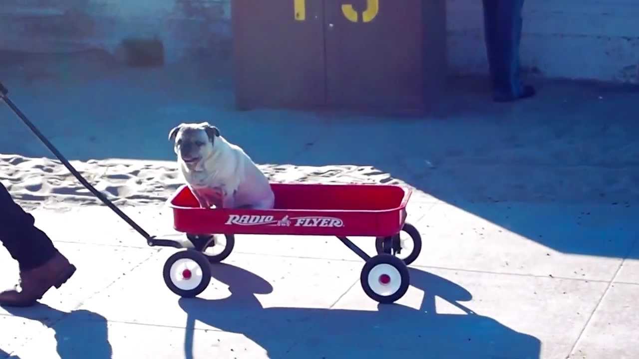 Pug in a Wagon - YouTube