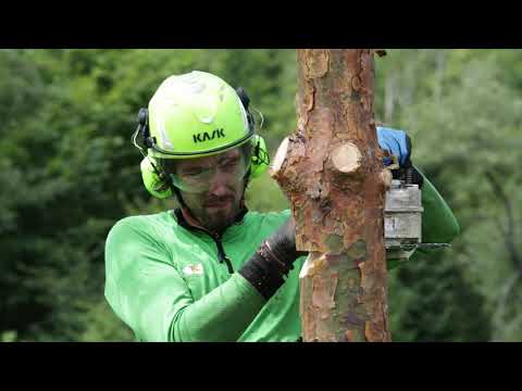 How Hard Is It To Climb A Pine Tree