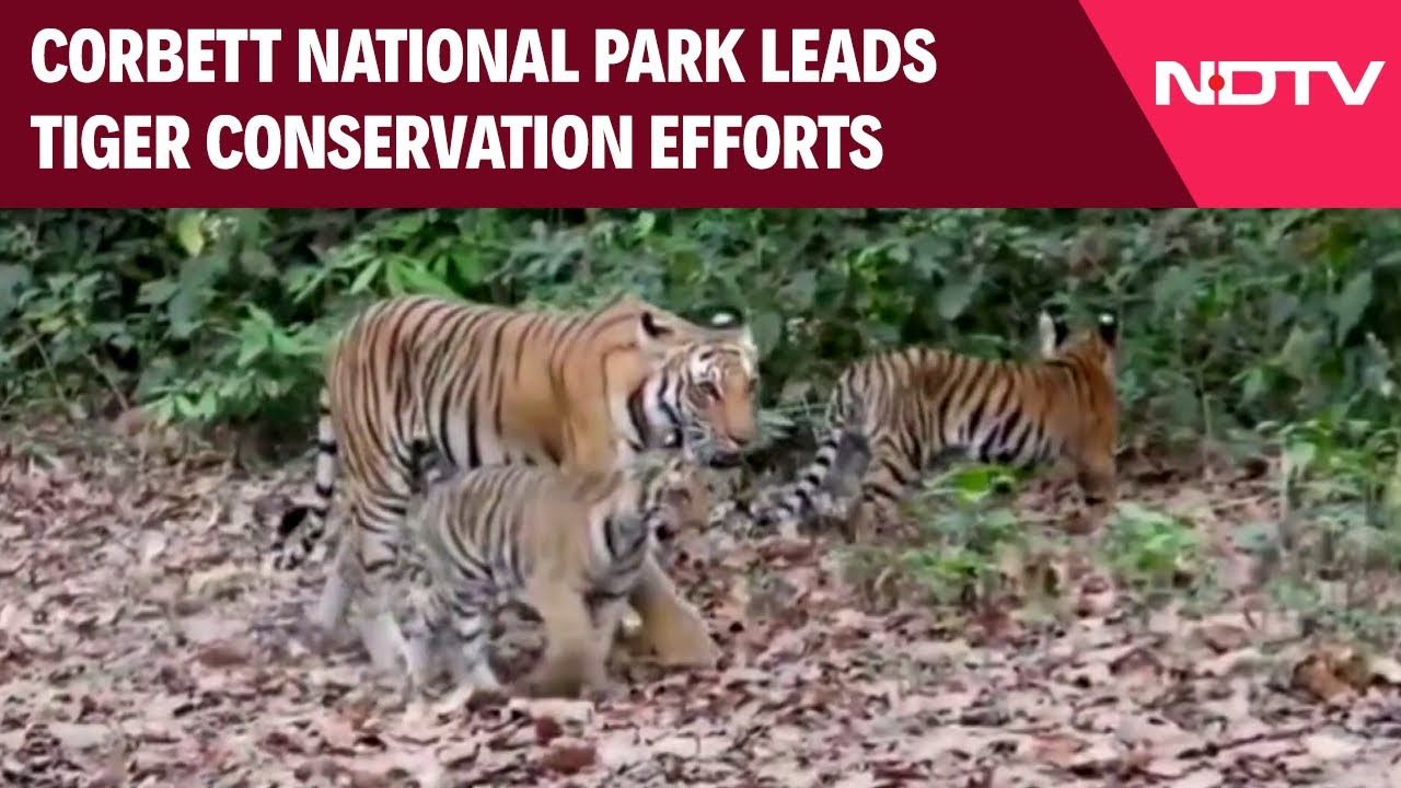 World Tiger Day: Corbett National Park Continues With Its Tiger ...