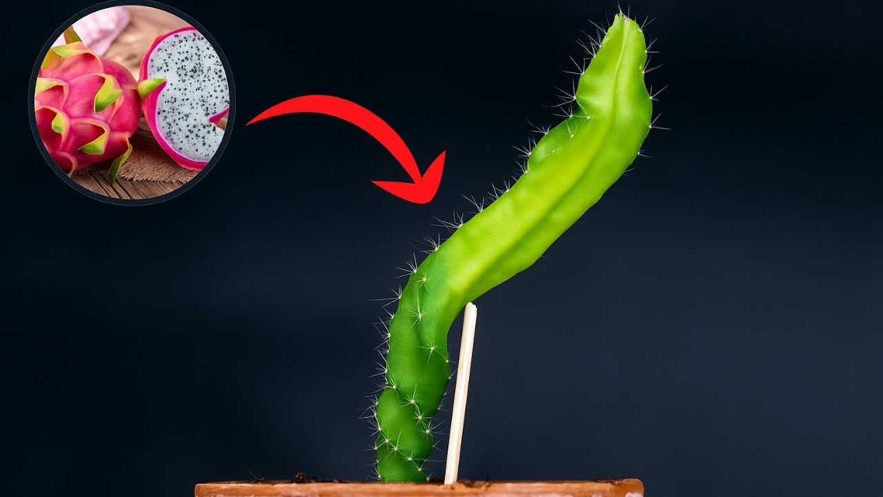 How to Grow Dragon Fruit from Seed at Home 🌵 | Step-by-Step Guide ...