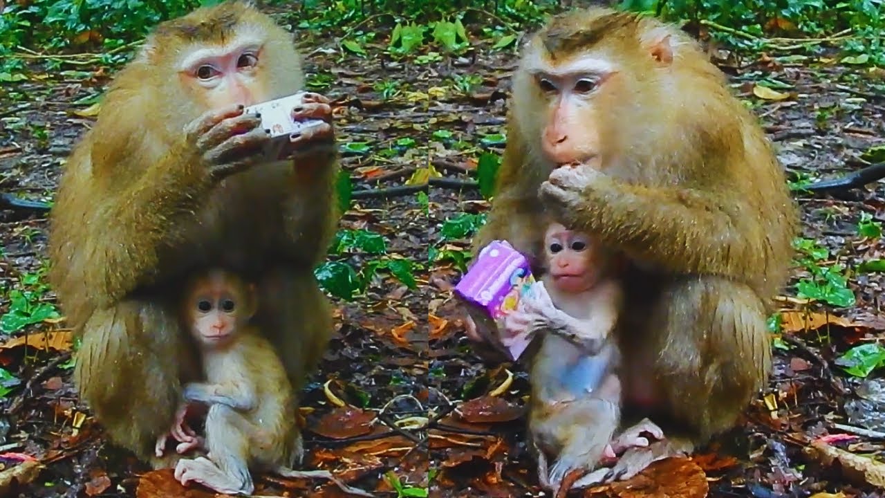 Oh, After staying on the tree for a long time monkey Luna takes baby ...