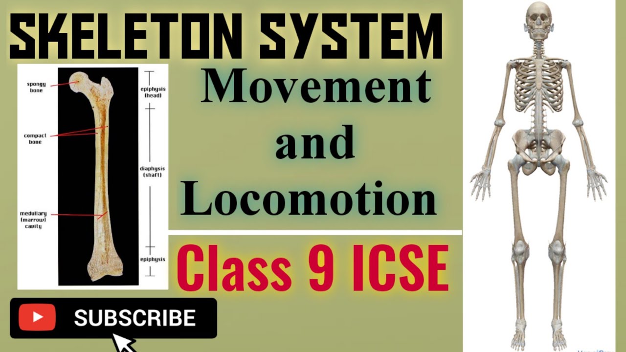 Class 9:- SKELETON SYSTEM 💀 Part 1 ICSE @icseeasylearn6216 - YouTube