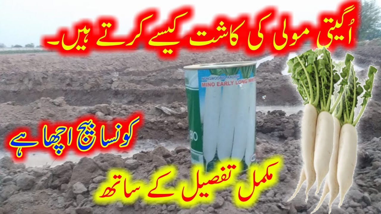 Radish Farming In Summer || Mooli ki kasht in Pakistan || Drivers Life ...