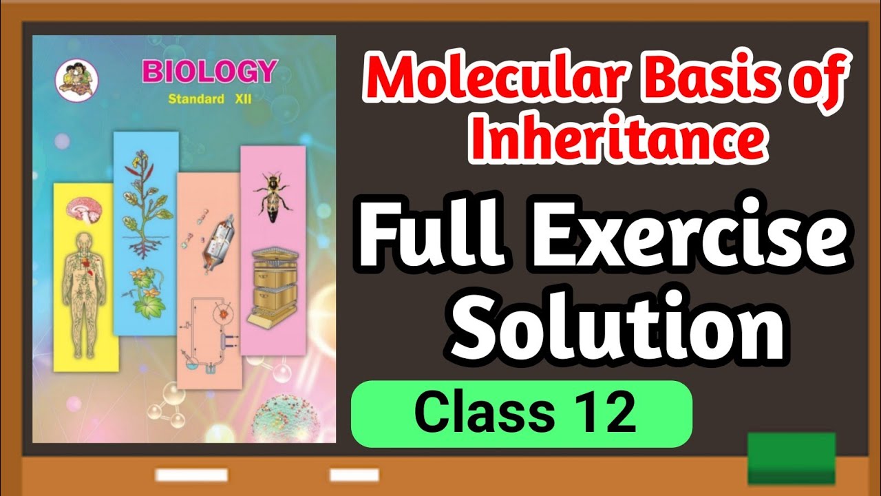 Molecular Basis of Inheritance Exercise Solution Class 12 Biology ...