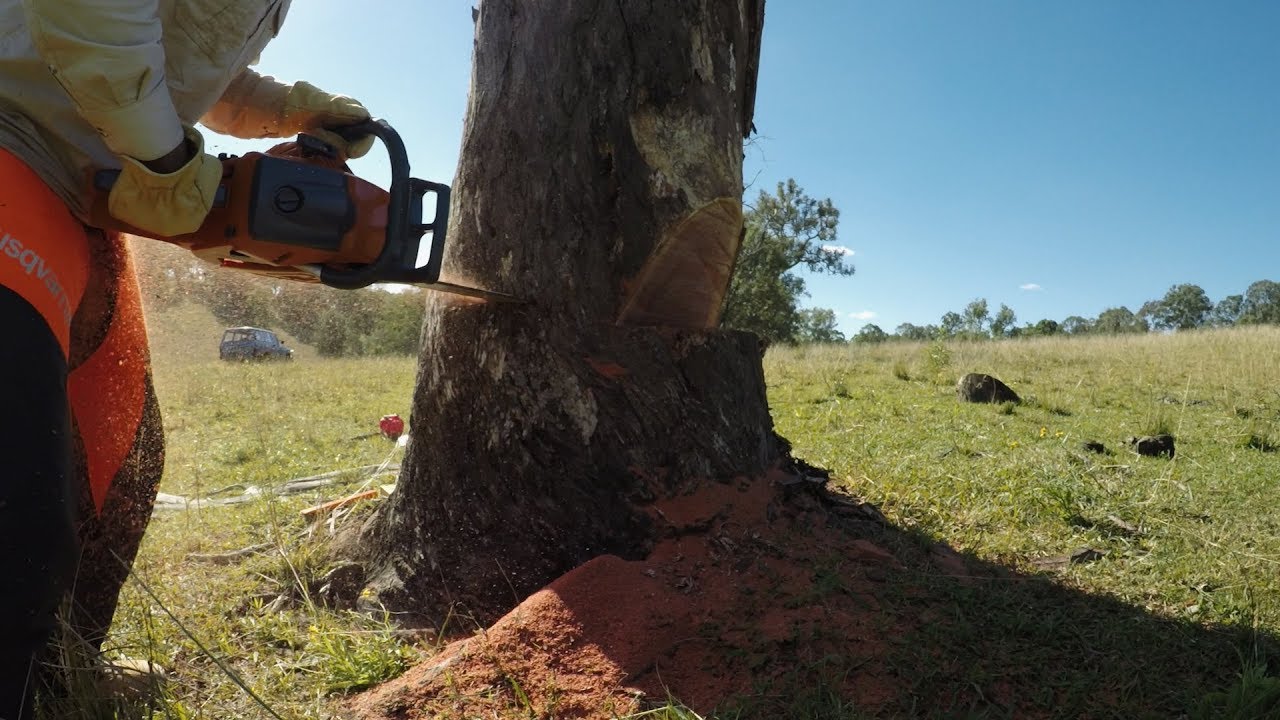 MTM 62SX Chinese Chainsaw Tree Felling Australia - YouTube