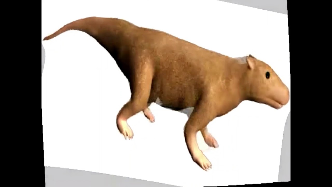 Evolution of a Rat - YouTube