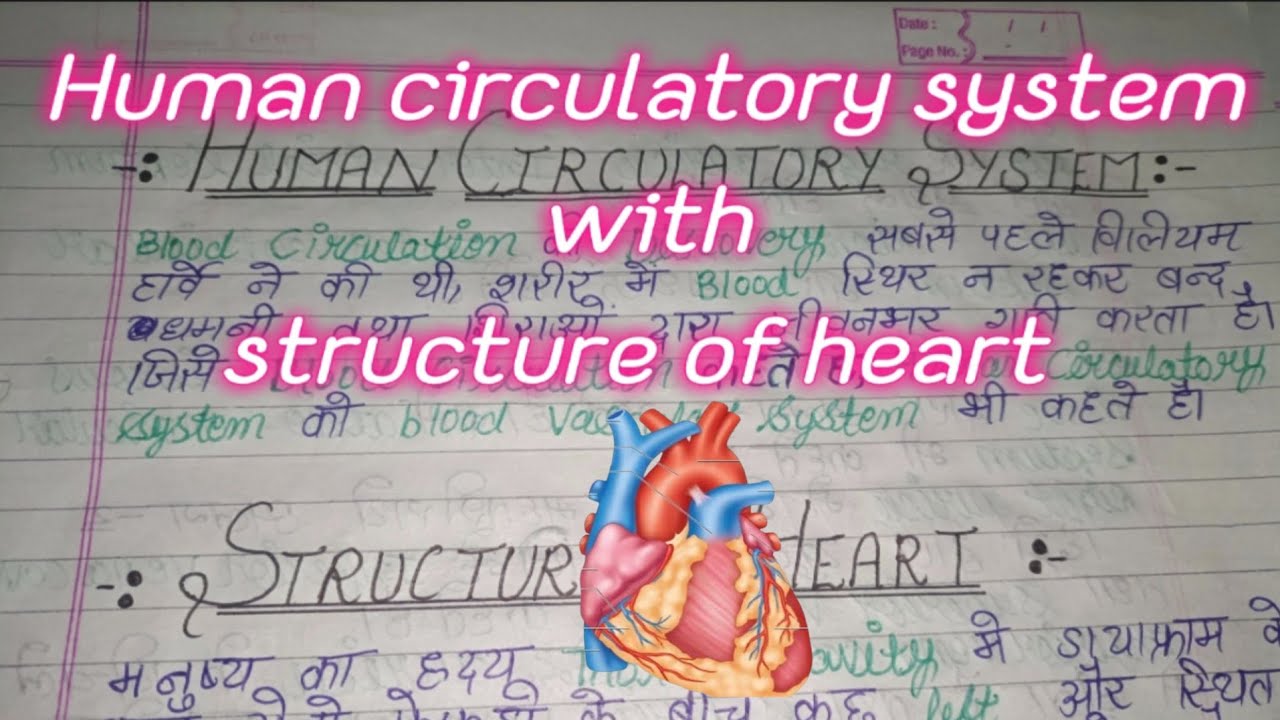 Human circulatory system with structure of heart🫀🫀notes#up board class ...