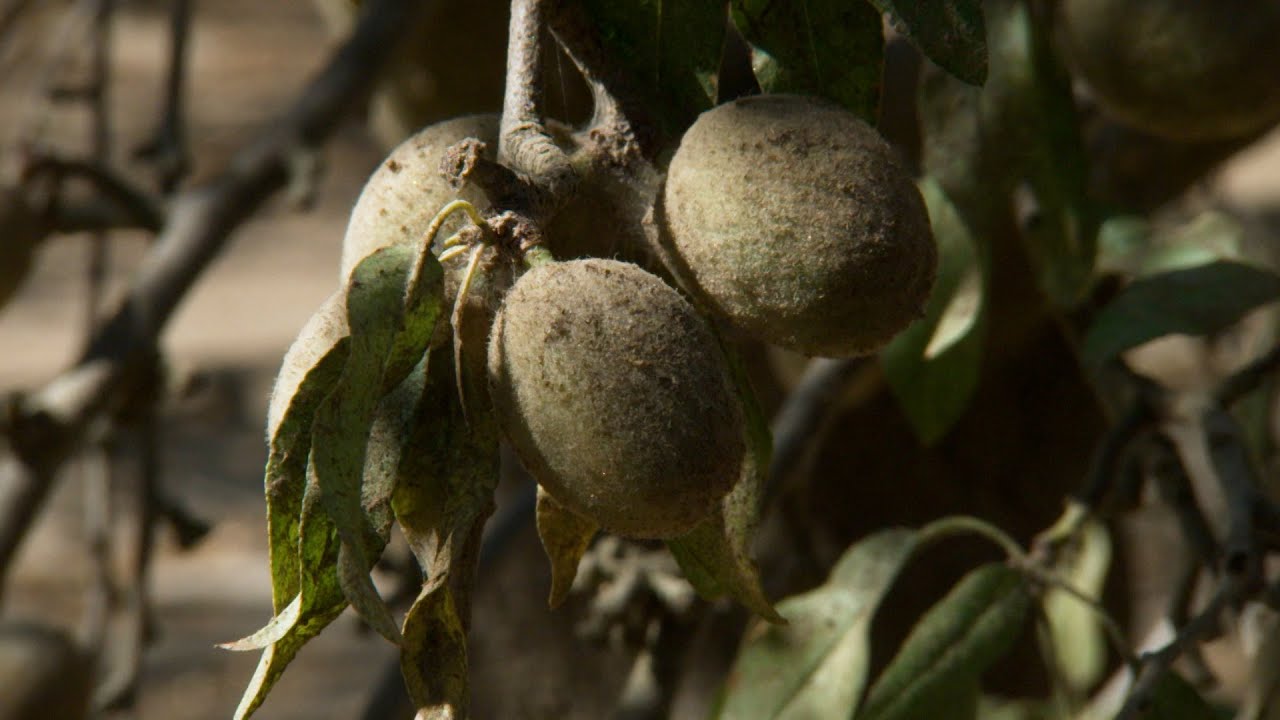 California Almonds - America's Heartland - YouTube