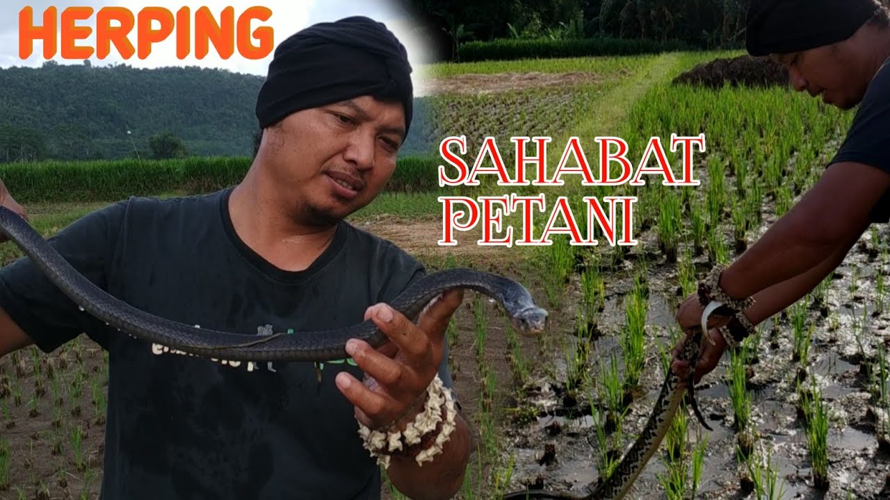 NKf Herping || Snake Discovery || Herping ular sawah sahabat petani ...