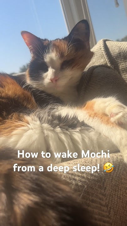 Works every time🤣🧡🌱 #mochithecalico #cat - YouTube