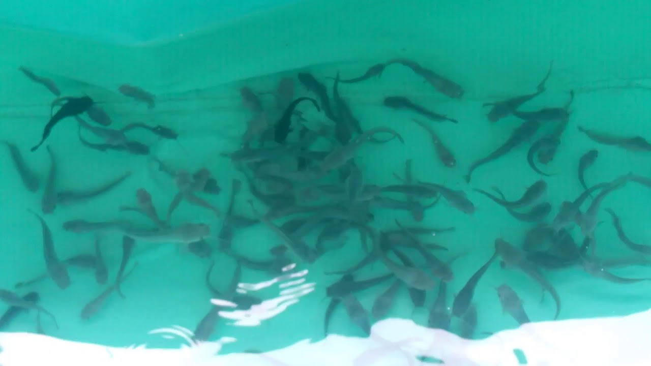 Small catfish farm at home - YouTube