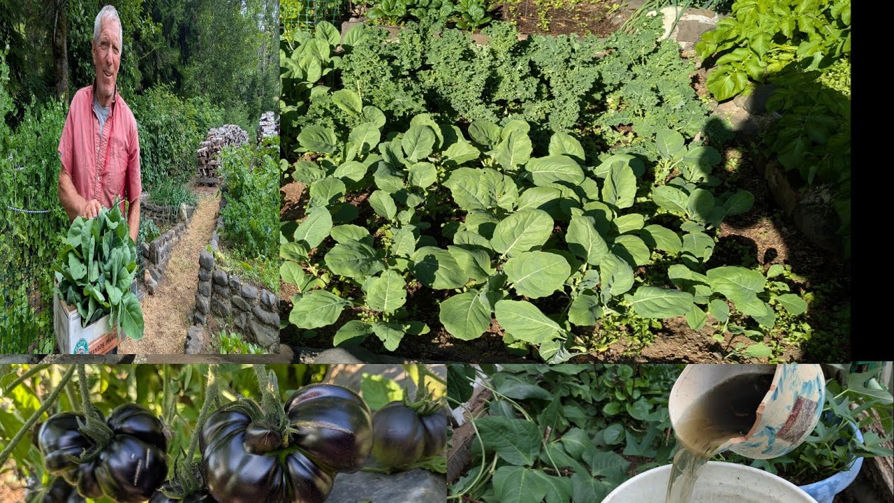 OUR STINKY HOMEMADE FERTILIZER WORKS.NO CHEMICALS! - YouTube