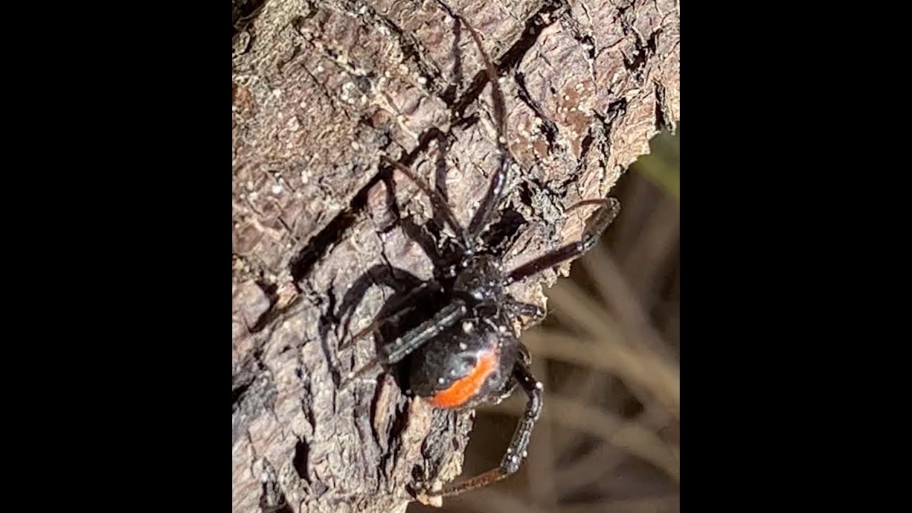 Finding the very elusive Katipo spider! - YouTube