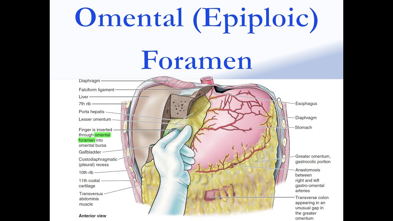 Omental (Epiploic) Foramen - YouTube
