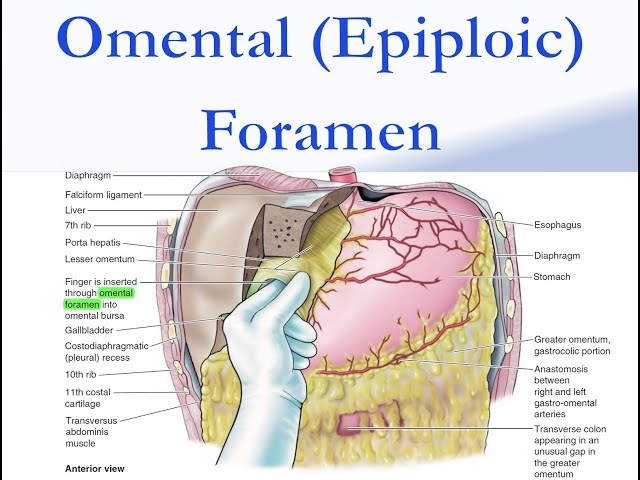Epiploic Foramen Epiploic Foramen # Youtube Short