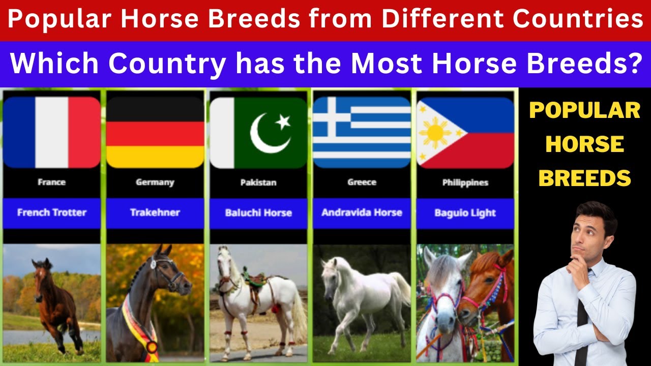 Popular Horse Breeds from Different Countries | Which Country has the ...