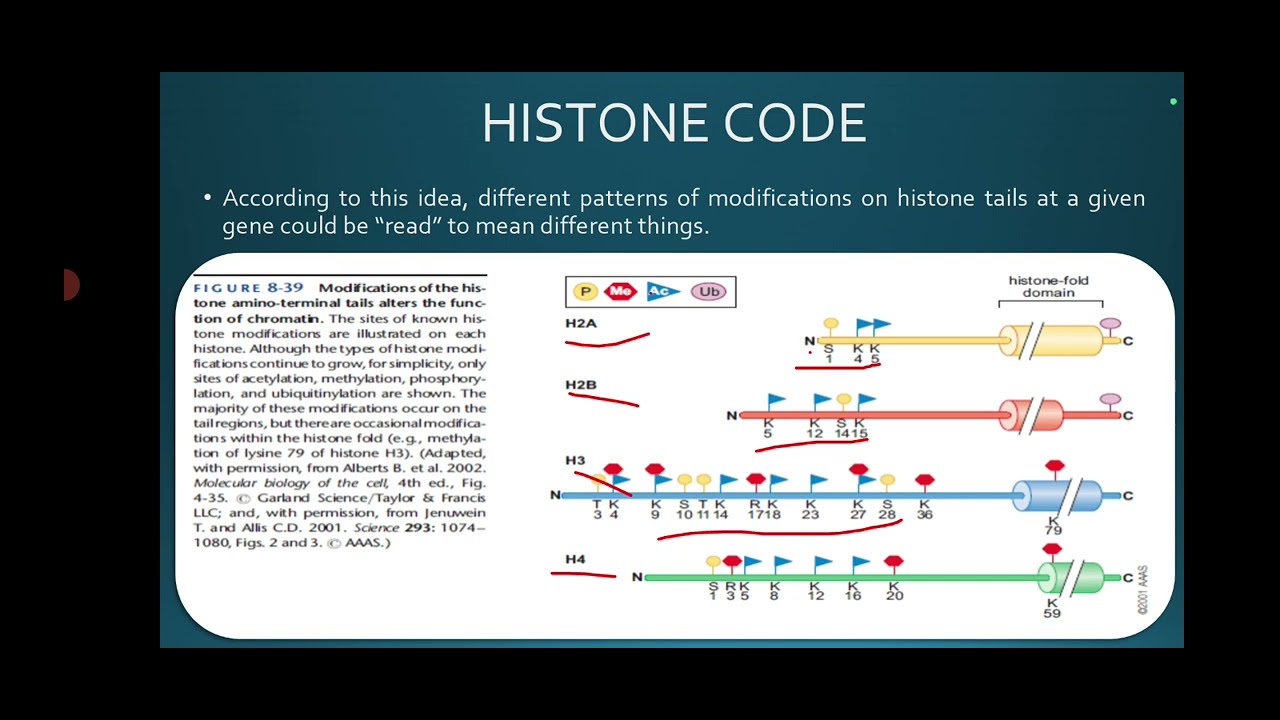 Histone code/ Molecular Biology/ M Sc Botany/ Malayalam - YouTube