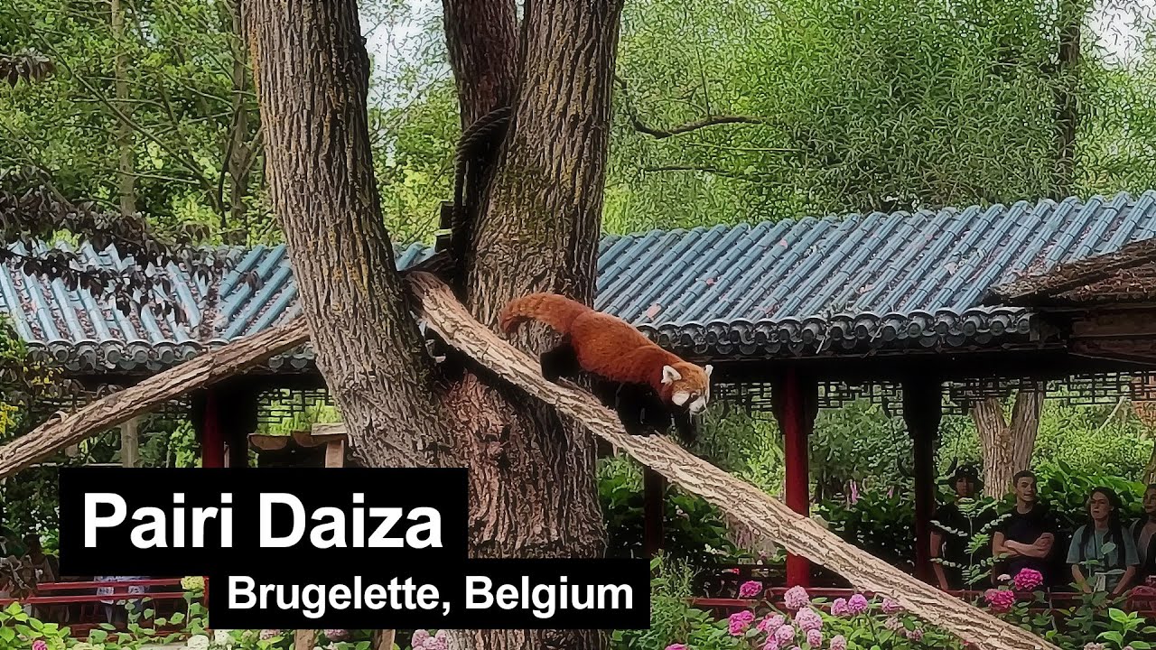 Pairi Daiza (Belgium), the most beautiful zoo in Europe - YouTube
