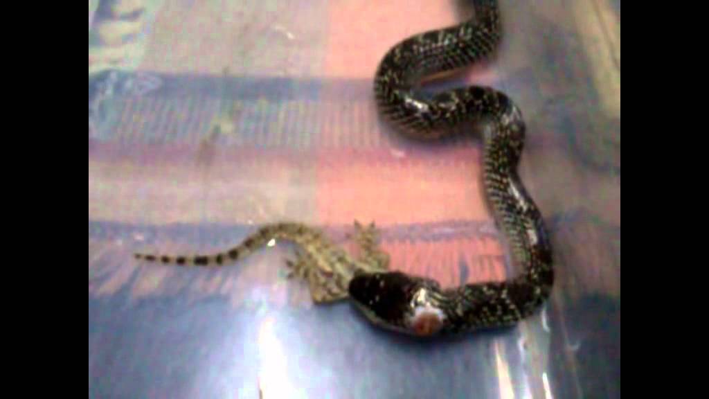 Wolf Snake eating gecko - YouTube
