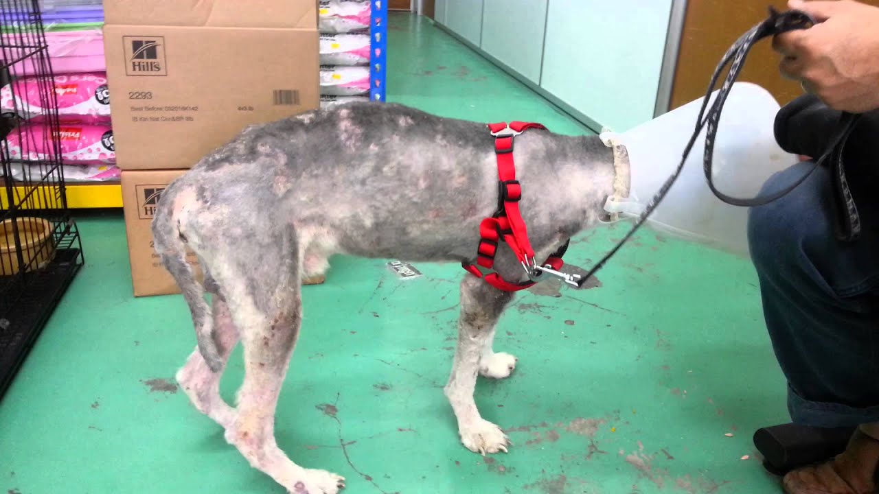 Hero (Husky) looking for home: 18-12-2014; shaved for demodex treatment ...