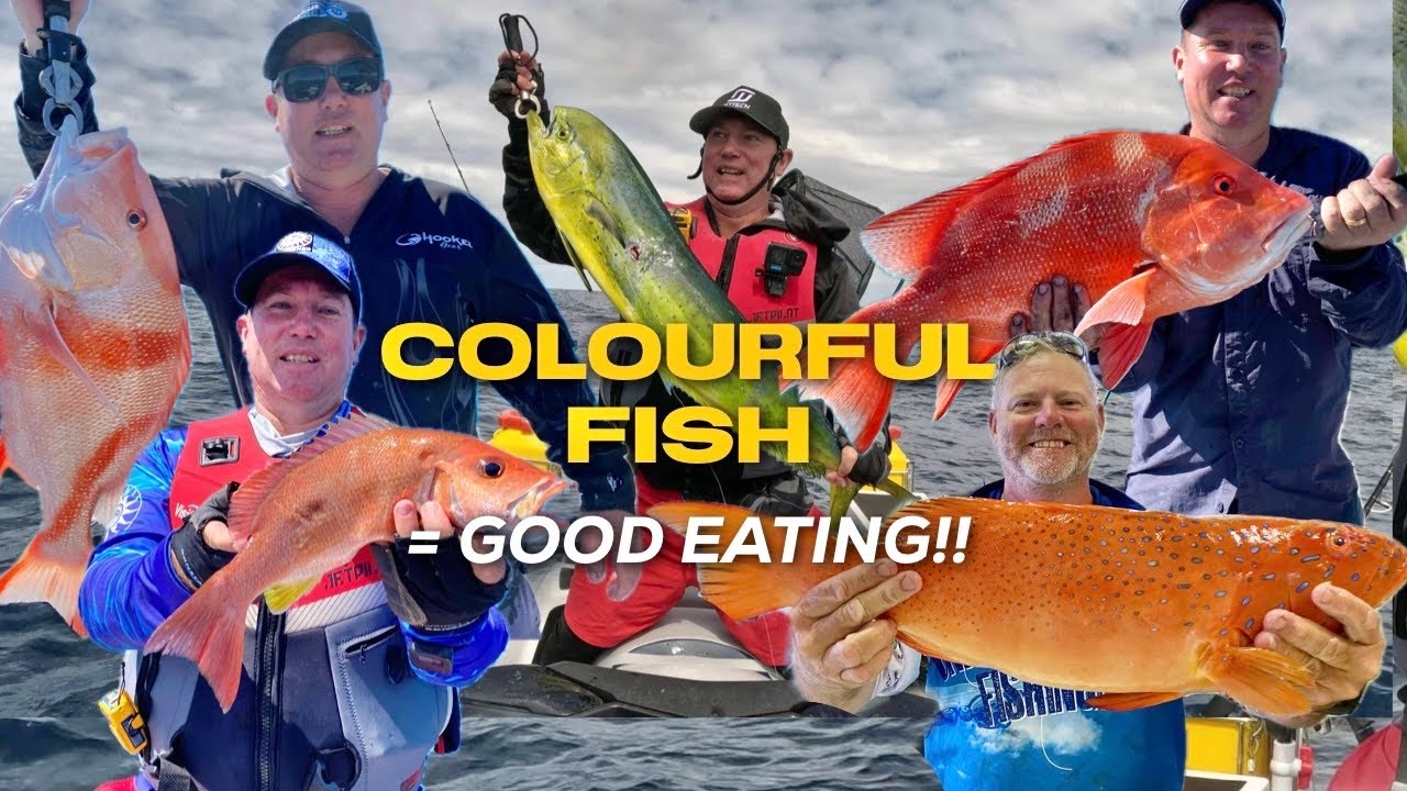 EP.53 - Colourful Fish = Good Eating - YouTube
