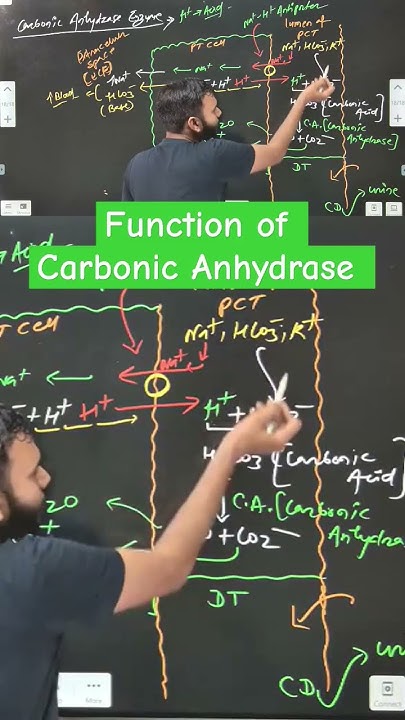 Function of Carbonic Anhydrase Enzyme // Diuretics - YouTube